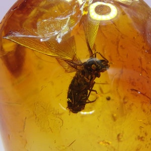 Baltic Amber Inclusion 9397 Great Large and "fat" Termite, Isoptera ...