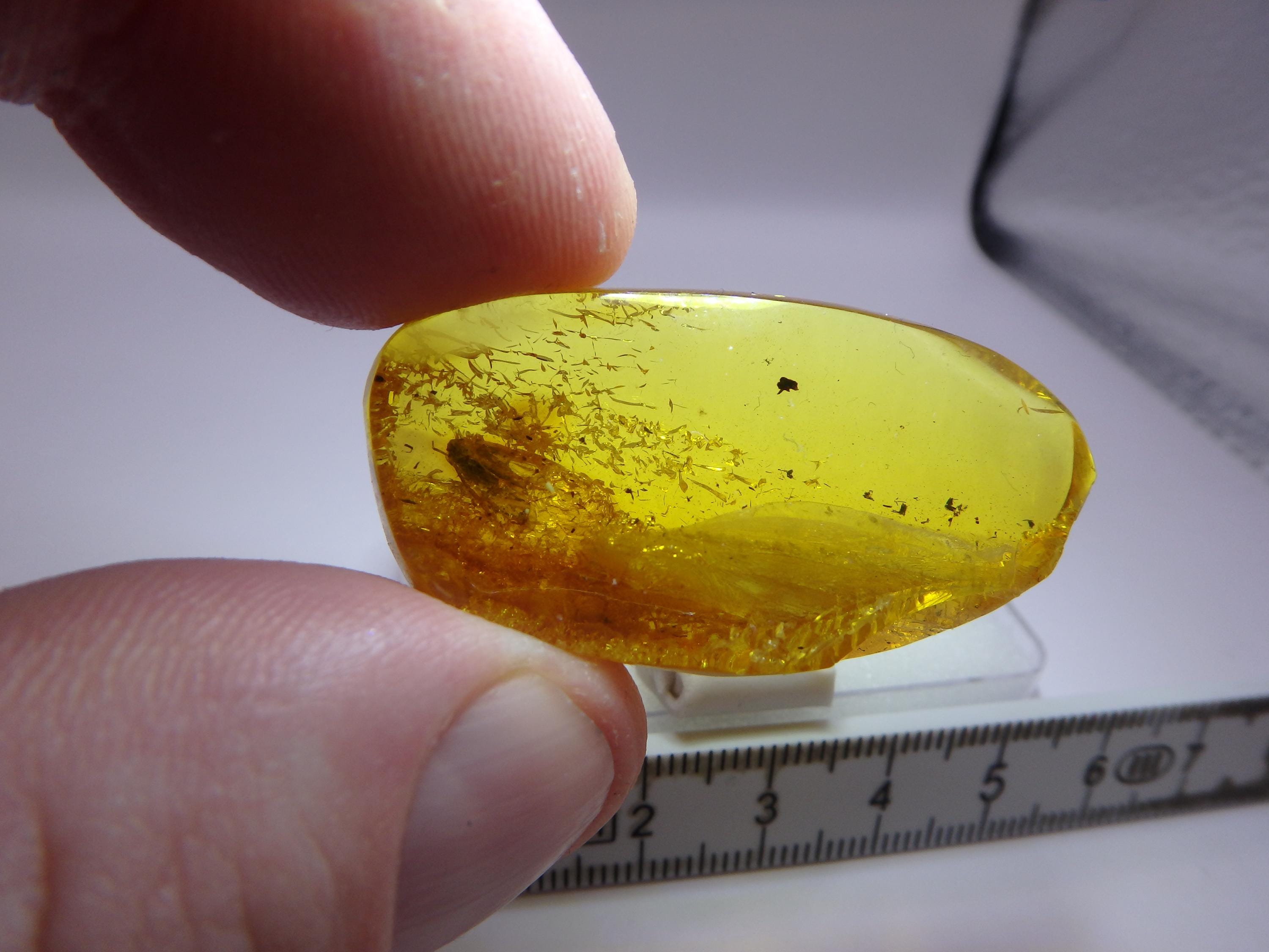 Baltic Amber Inclusion 9964 Large Almost 7 Gram Amber With Planthopper ...