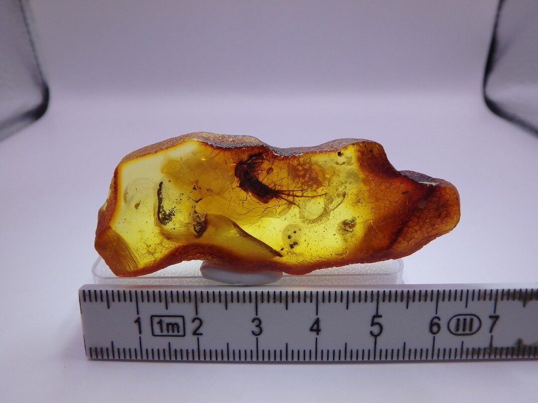 Baltic Amber Inclusion 9210 MOVIE ! Big 1.6 CM Bristletail Silverfish ...