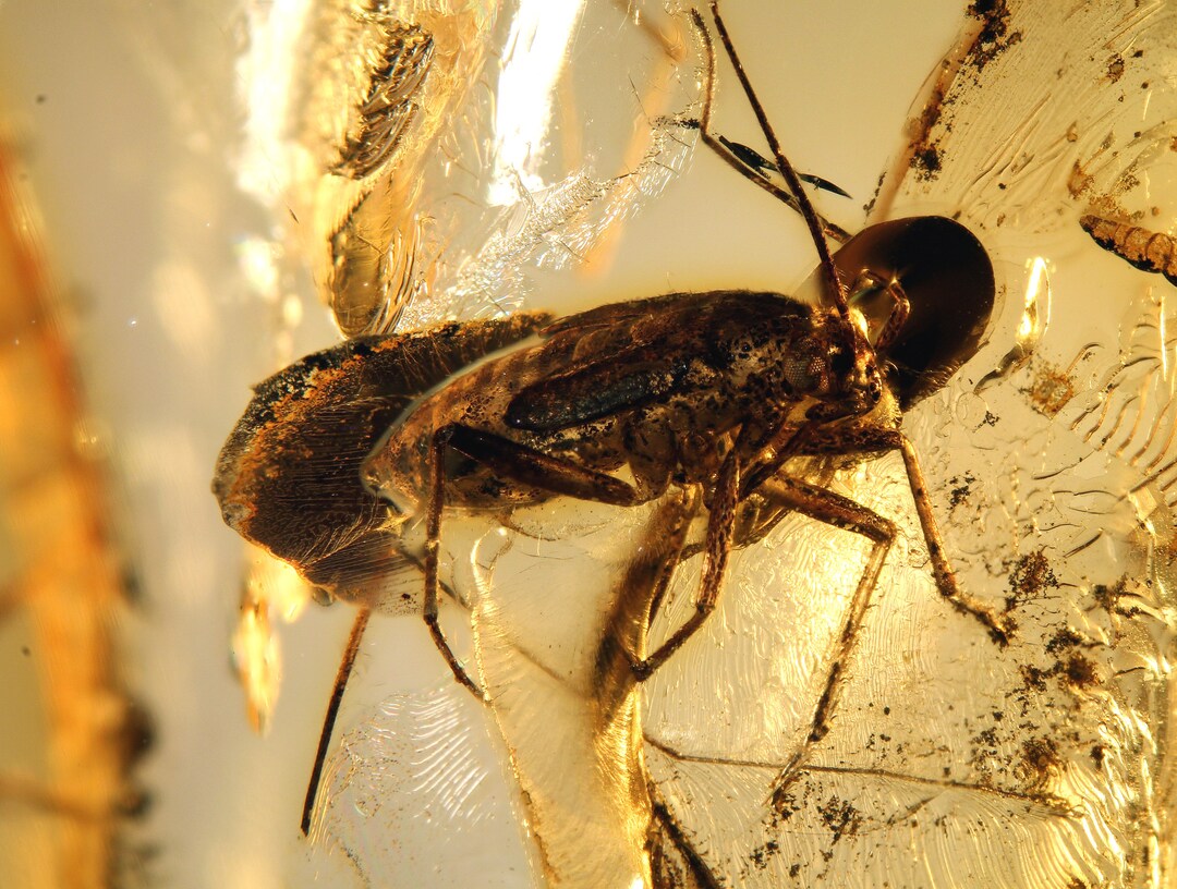 Baltic Amber Inclusion 5241 Rare Bug Heteroptera Miridae Fossil Insect ...