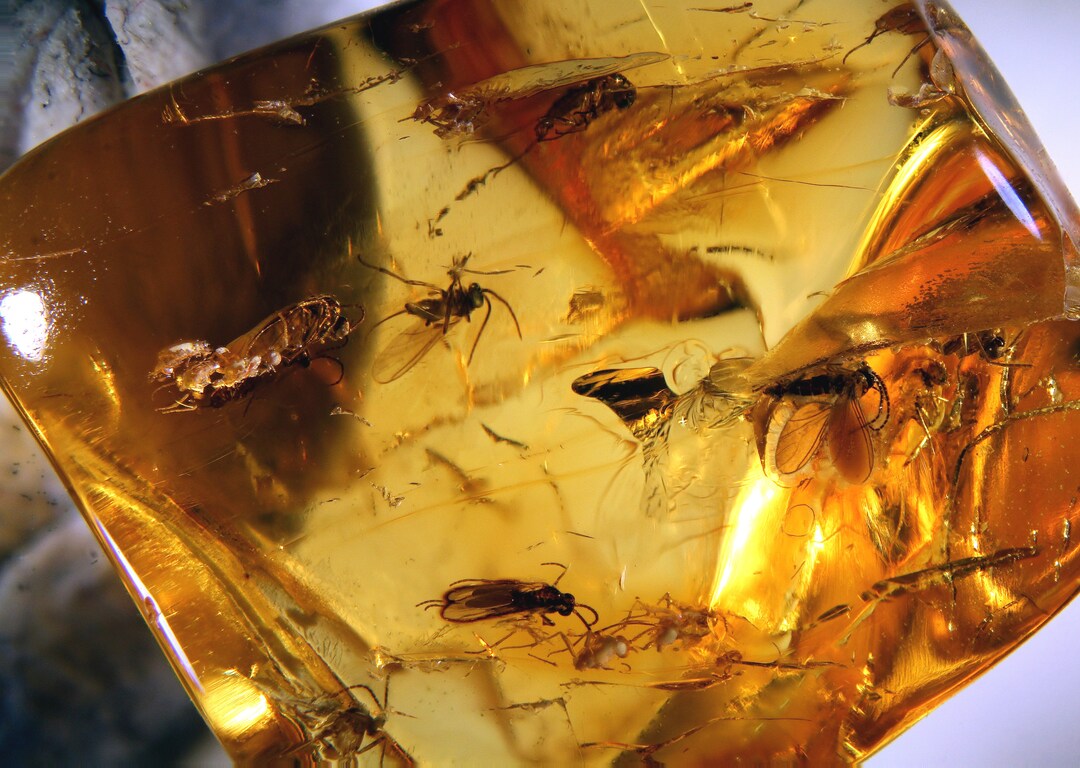 Baltic Amber Inclusion 9343 Nice Swarm of Midges. Diptera. Entomology ...