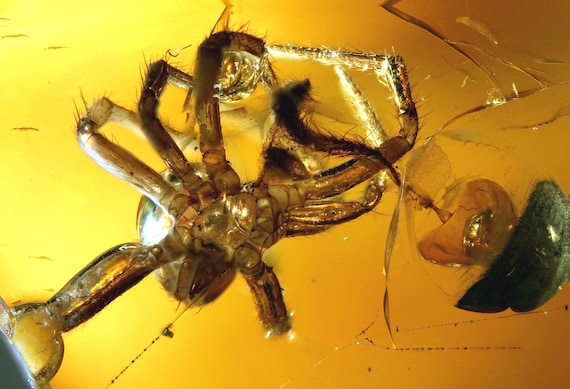 Baltic Amber Inclusion 5560 Spider Exuvia In Cobweb | Etsy