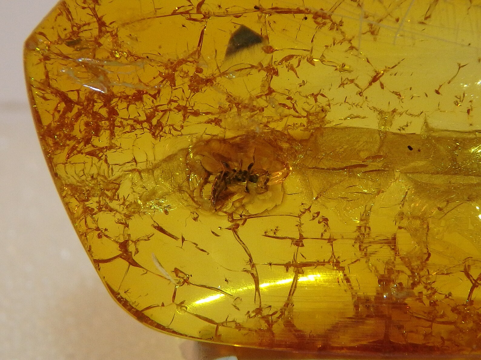 Baltic Amber Inclusion 7898 Rare Wasp Bethylidae. Hymenoptera. Fossil ...