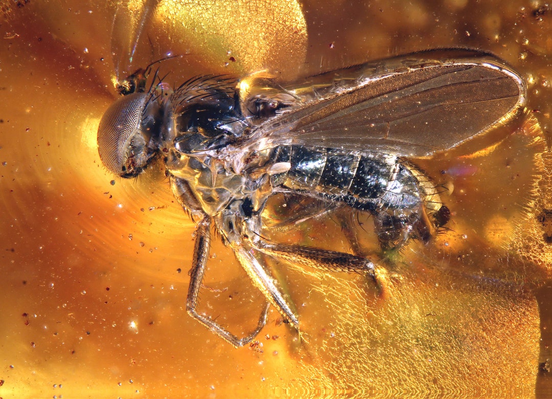 Baltic Amber Inclusion 8584 Very Nice Fly in Large Messy Amber + More ...