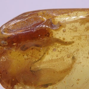 Baltic Amber Inclusion 8990 Extremely Rare Bug. Heteroptera, Hemiptera ...