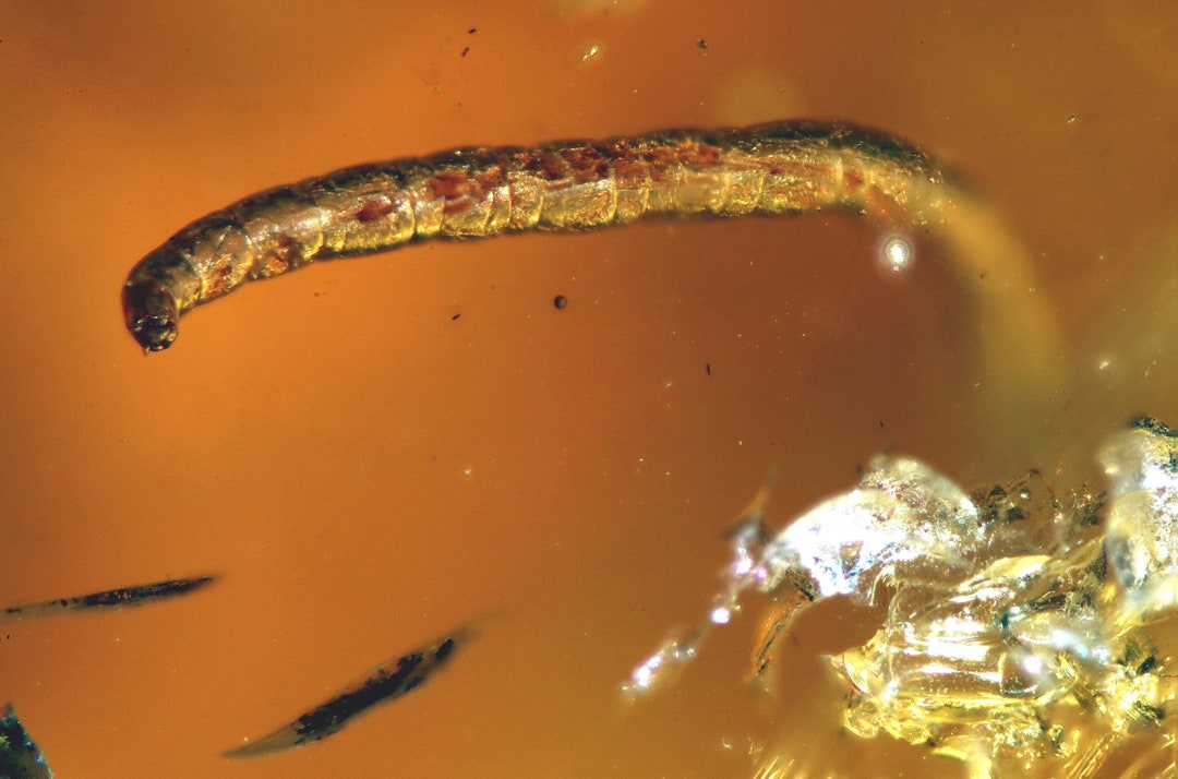 Baltic Amber Inclusion 9359 Rare Scene: 5 X Unknown Worm, Nematoda ...