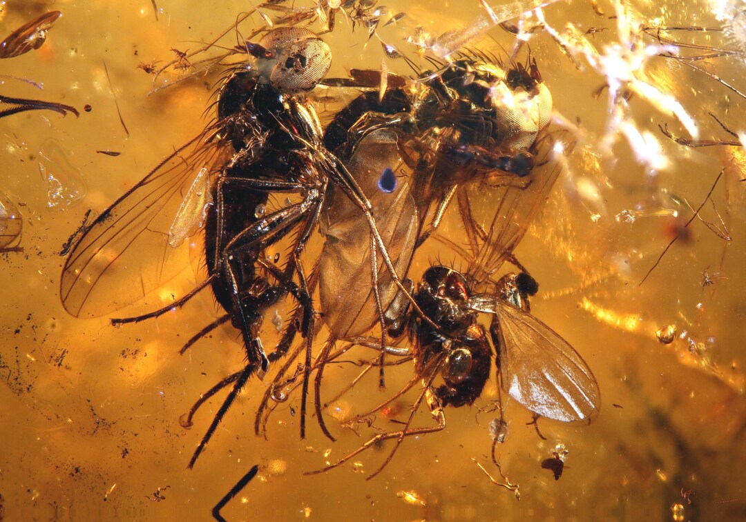 Baltic Amber Inclusion 10150 Rare Scene - Swarm of Flies. Diptera ...