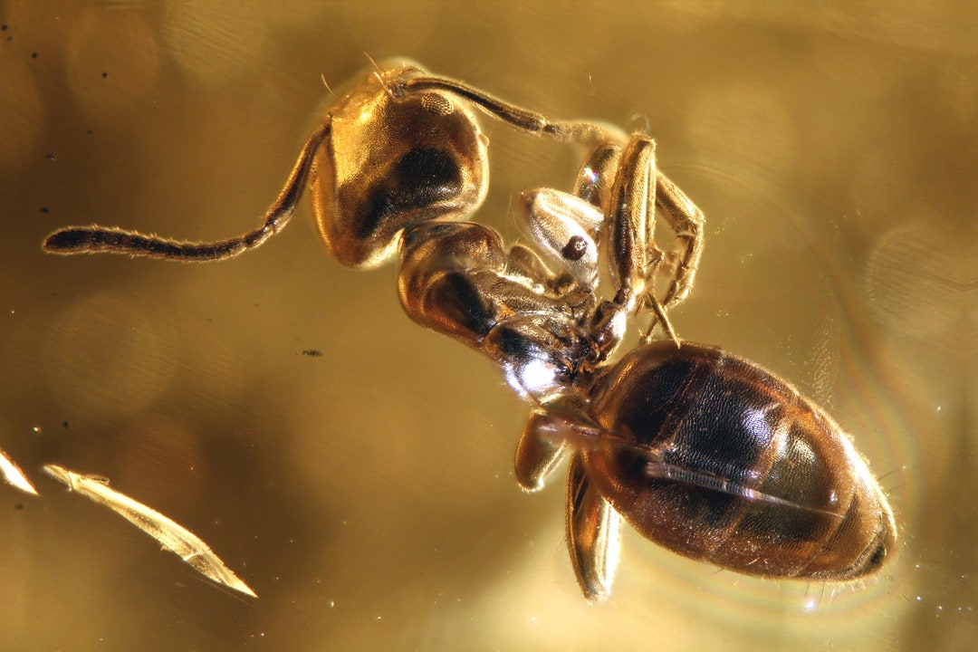 Baltic Amber Inclusion 8725 Perfect Ant in Large Amber Almost 7gram ...