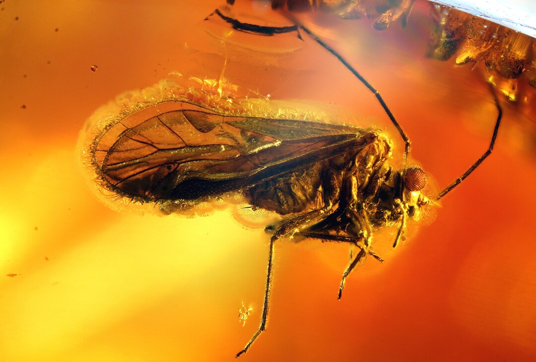 Baltic Amber Inclusion 8954 Nice Uncommon Psocoptera. Psocid. Genuine ...