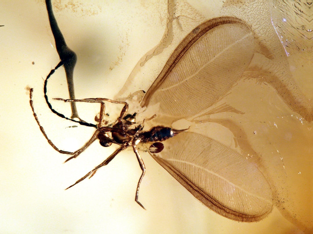 Baltic Amber Inclusion 9024 Scale Insect Coccid. Matsucoccidae ...