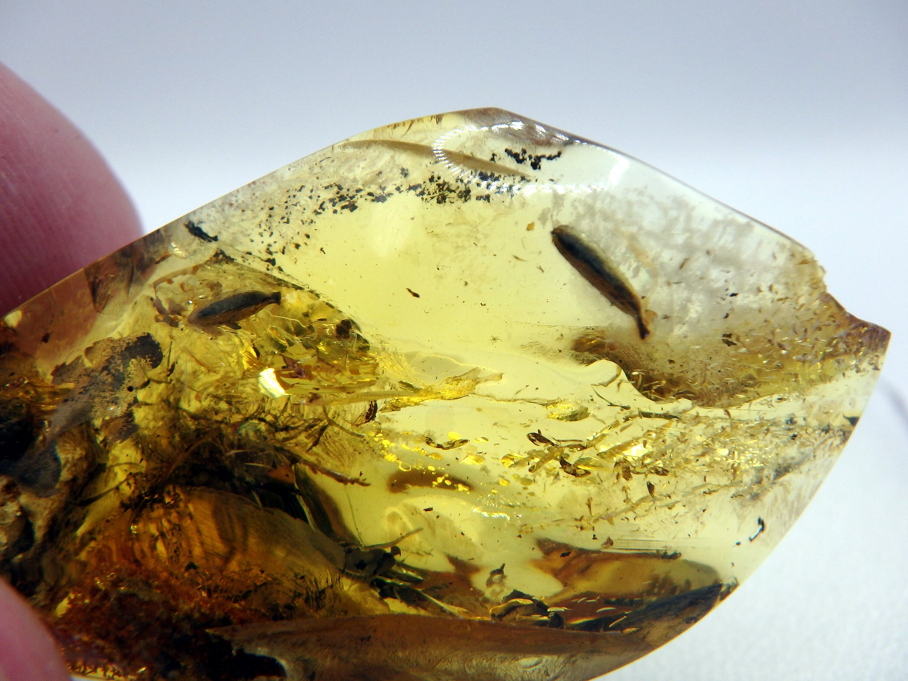 Baltic Amber Inclusion 8608 2 X Rare Leaf in One Amber. Plant, Botany ...