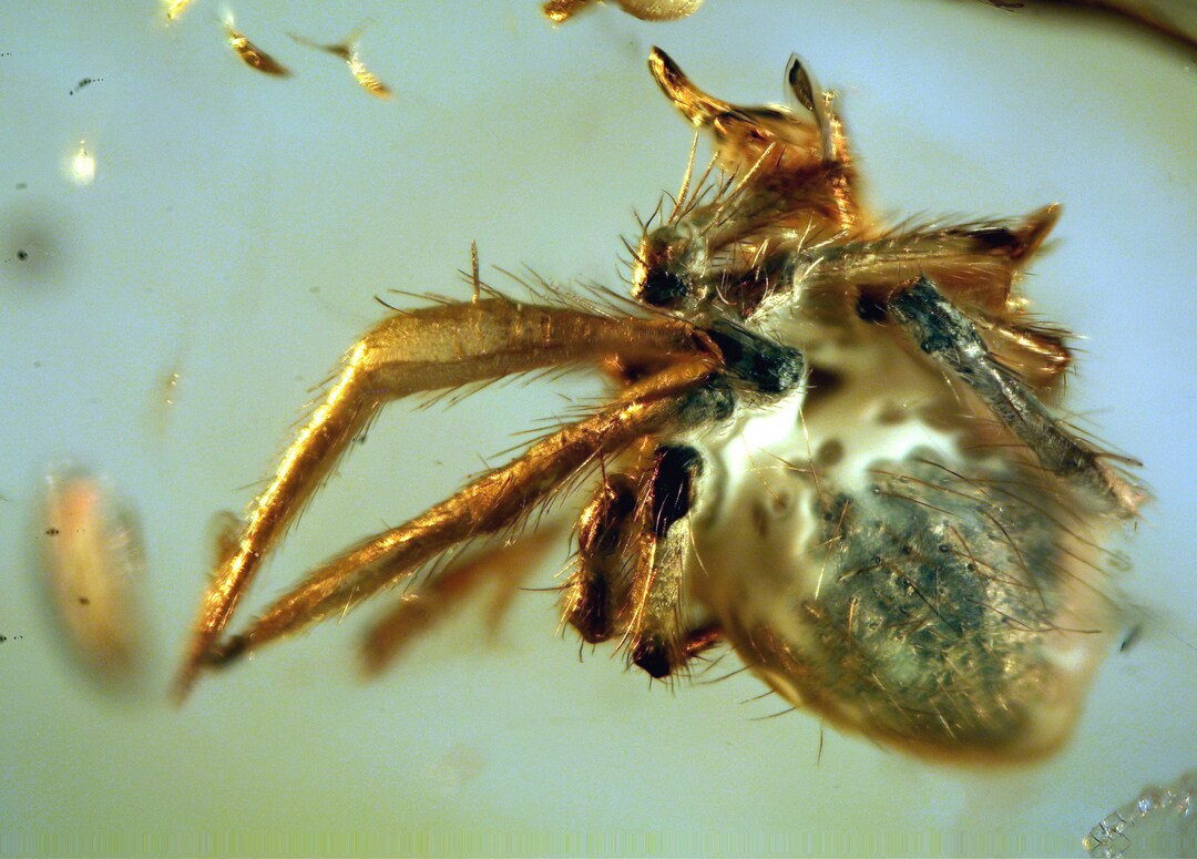 Baltischer Bernsteineinschluss 7144 Sehr schöne Spinne in klarem ...