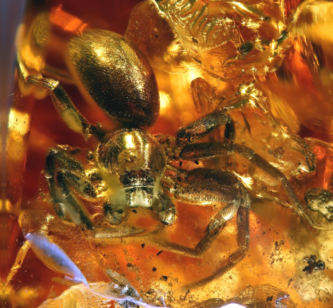 Baltic Amber Inclusion 9793 Nice Spider + Ant Hidden in Amber ...