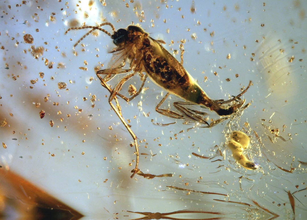 Baltic Amber Inclusion 8119 Gnat Laying Eggs. Rare Scene. Diptera ...