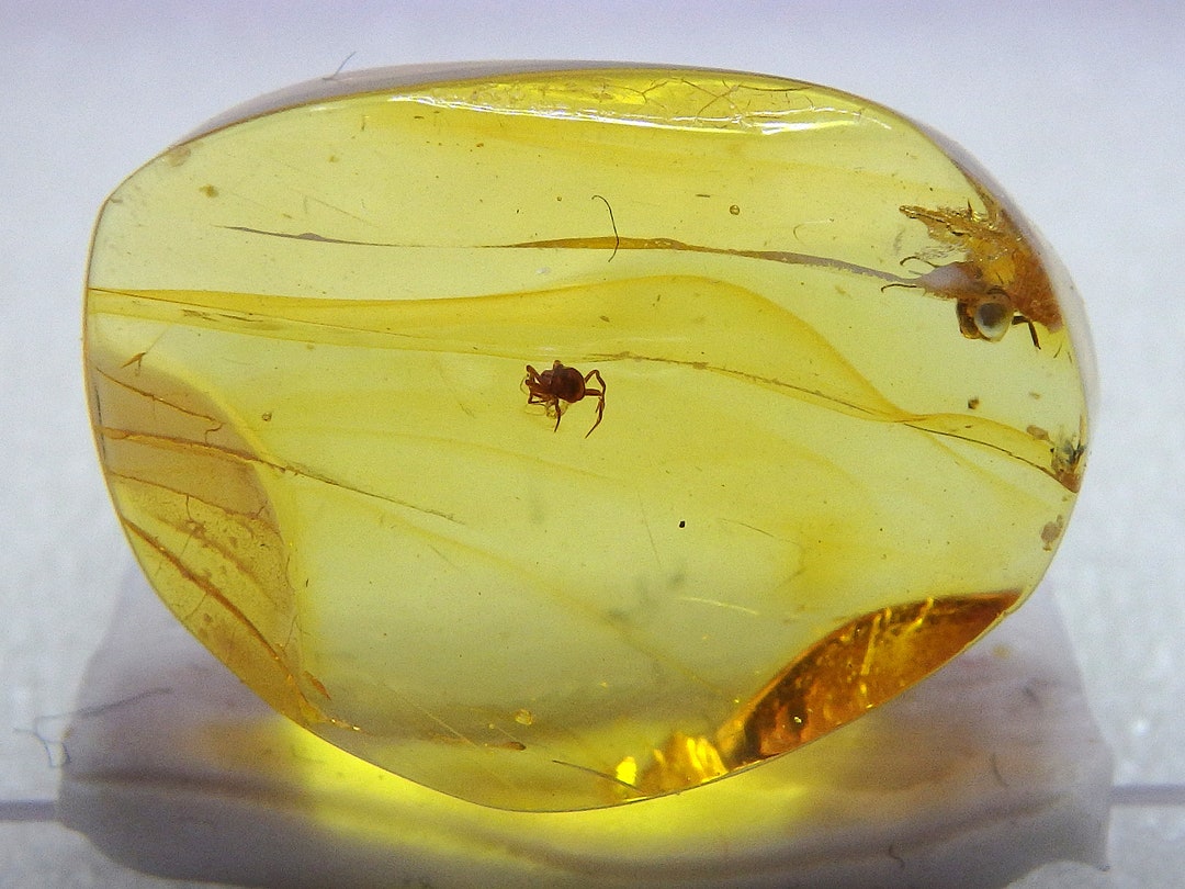 Baltic Amber Inclusion 9521 Central Spider in Clear Stone. Good for ...
