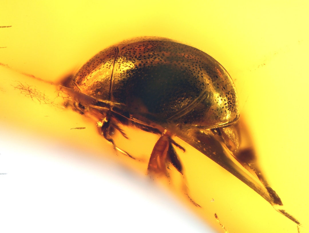 Baltic Amber Inclusion 8833 Rare Beetle Cyclaxyridae + Empididae Fly ...