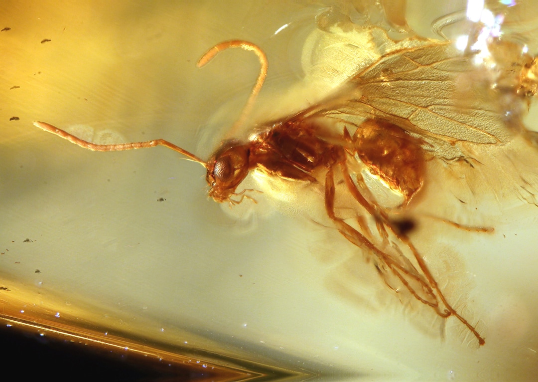 Baltic Amber Inclusion 8144 Rare Looking Winged Ant + 2 More Ants ...