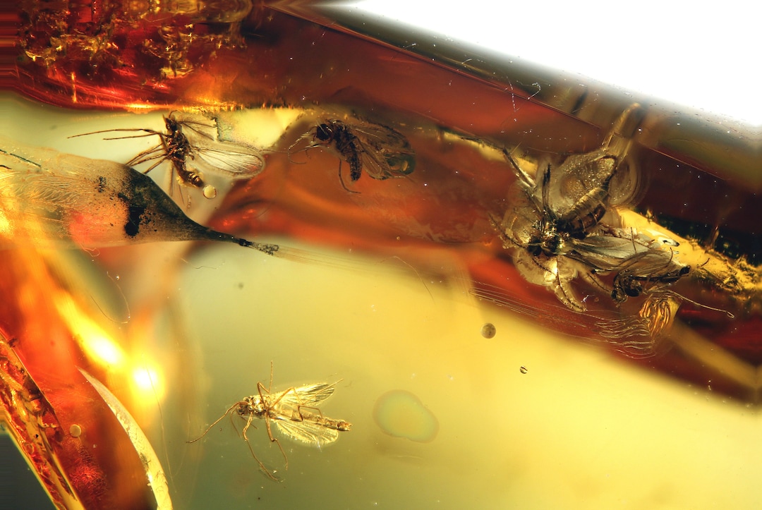 Baltic Amber Inclusion 8775 Nice Swarm of Flies, Midges. Diptera ...