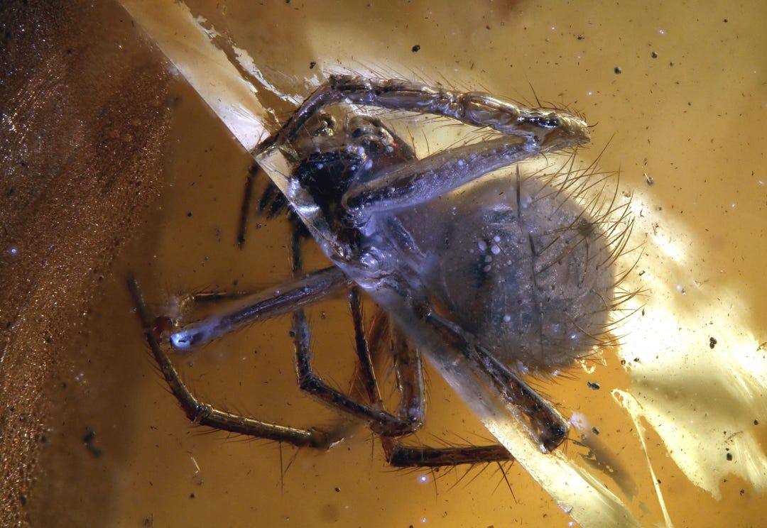 Baltic Amber Inclusion 9794 Nice Spider More Inside in Large Amber ...