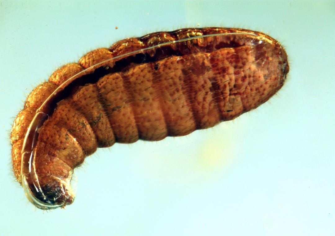 Baltic Amber Inclusion 10037 Rare Scene of Ant and Superb Ant Pupae. in ...