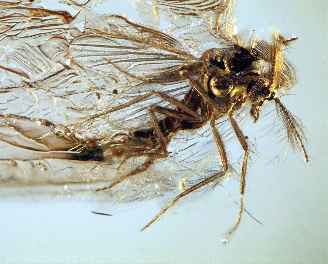 Baltic Amber Inclusion 8863 Biting Midge. Ceratopogonidae. Diptera ...