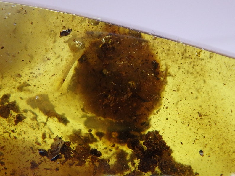 Baltic Amber Inclusion 9500 Extremely Rare Spider Cocoon - Egg Sac ...