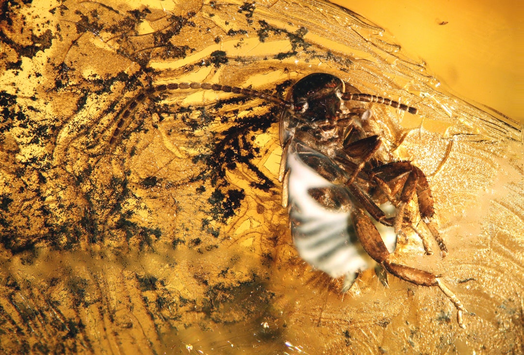 Baltic Amber Inclusion 6580 Cockroach in Huge 15 Gram Amber Fossil ...