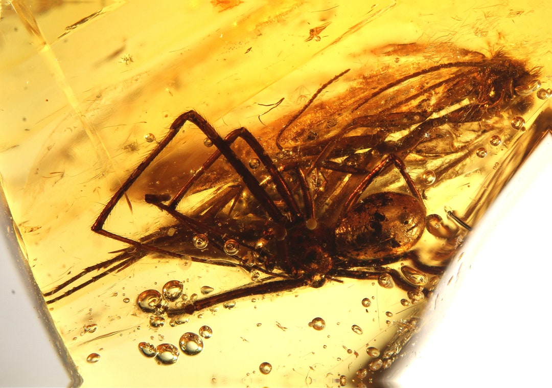 Baltic Amber Inclusion 9007 Large Spider With Caddis Fly Parts ...