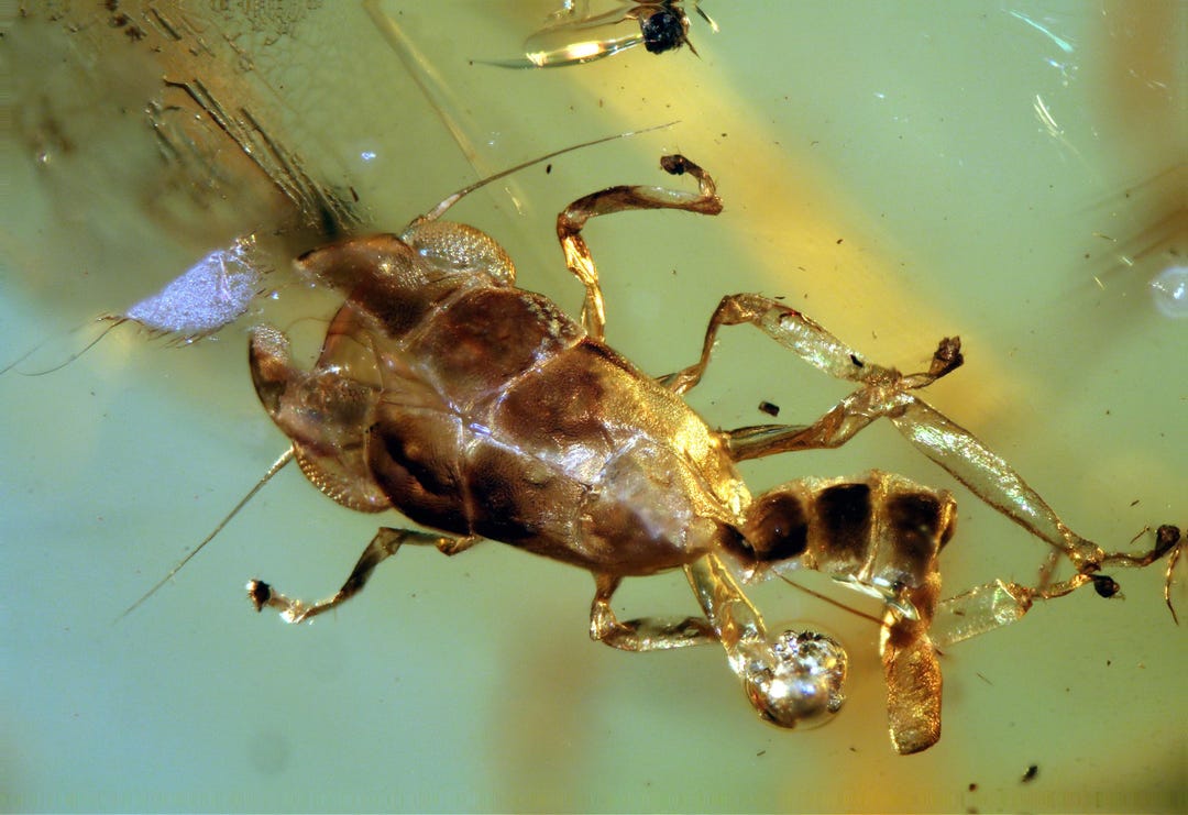 Baltic Amber Inclusion 9922 Rare Exuvia of Cicadellidae, Leafhopper ...