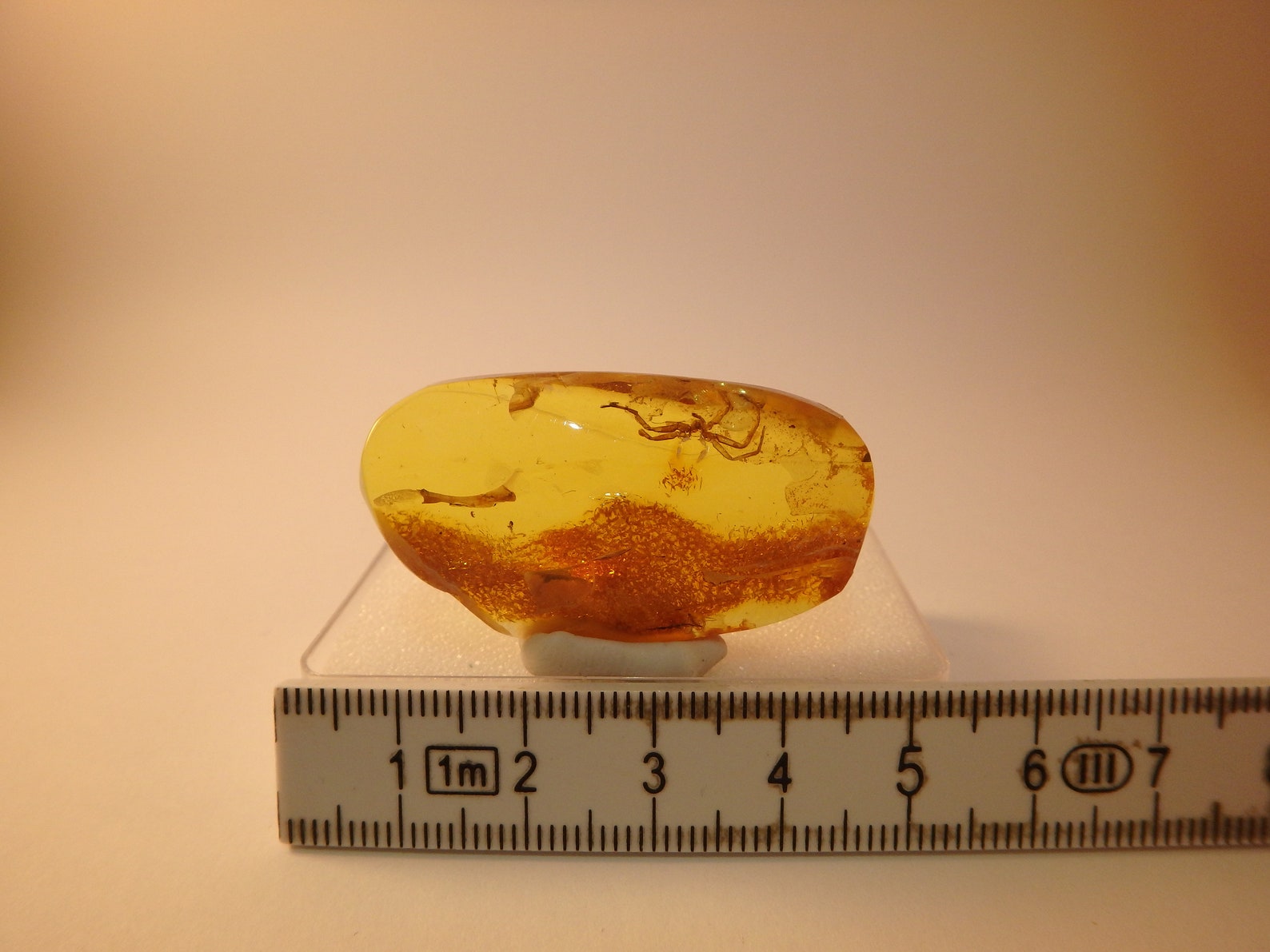 Baltic Amber Inclusion 6878 Huge Spider Exuvia in Large Nice - Etsy