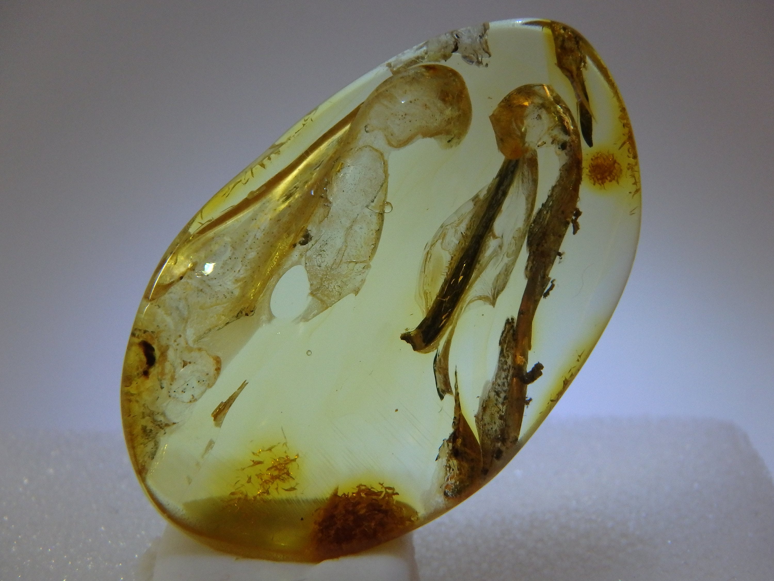 Baltic Amber Inclusion 5646 Nice Rare Huge Leaf 1.2 cm for | Etsy