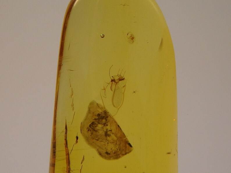 Baltic Amber Inclusion 6074 Perfect Scale Insect Coccid - Etsy