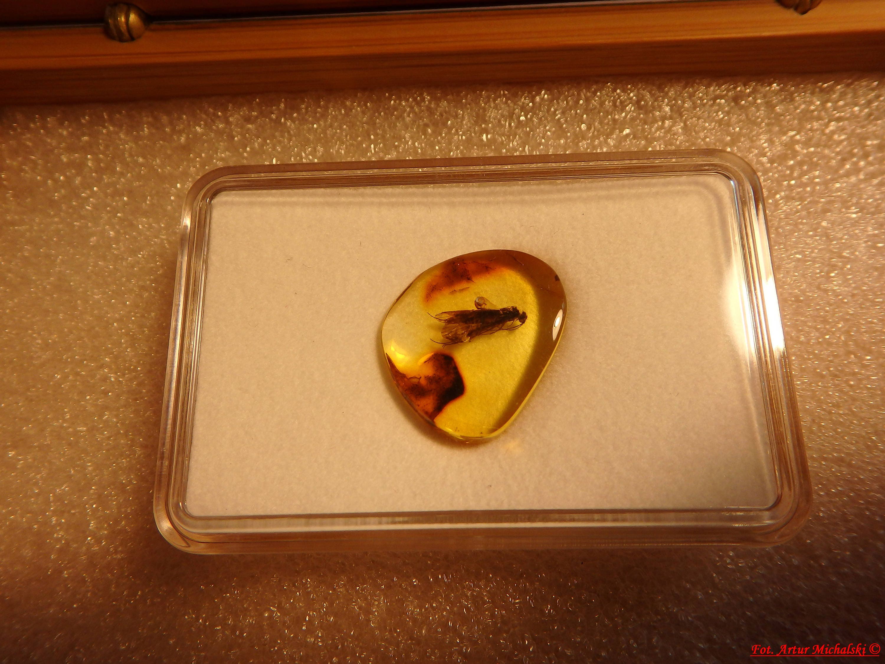 Baltic Amber Inclusion EXCLUSIVE BOX With E X C L U S I VE I N | Etsy