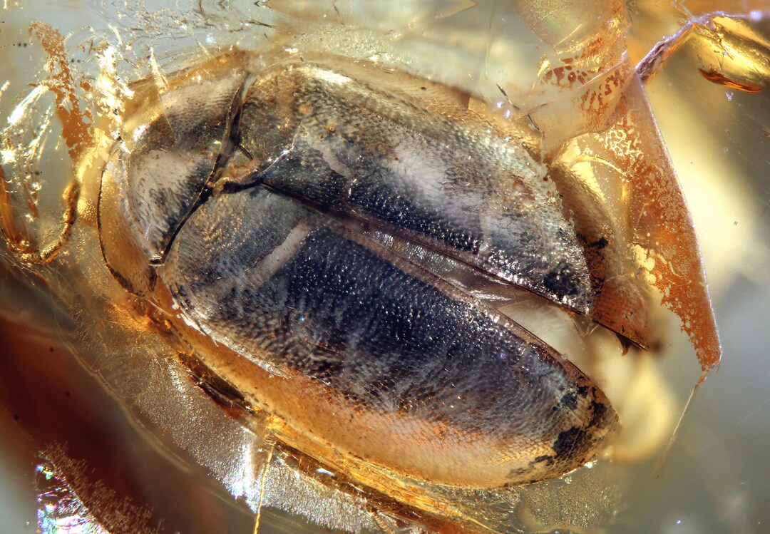 Baltic Amber Inclusion 6851 Very Nice Marsh Beetle Scirtidae ...