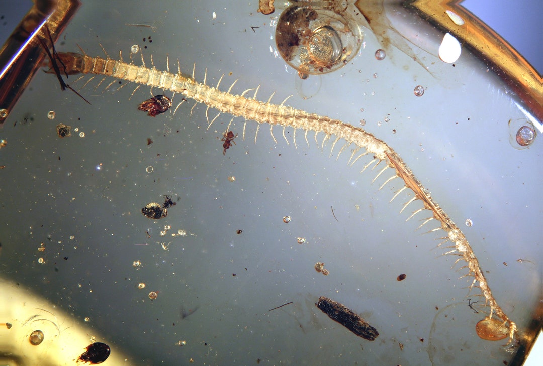 Burmite Amber Inclusion 8185 Perfect Earth Centipede Geophilidae Top ...