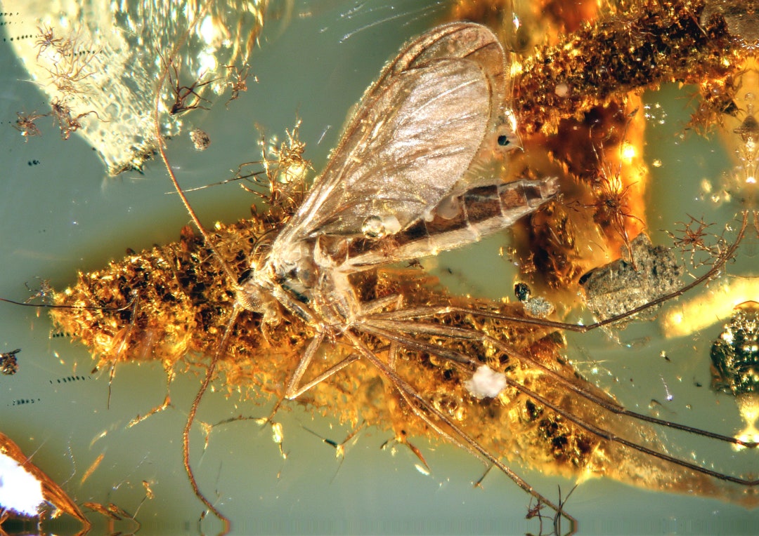 Baltischer Bernstein Einschluss 6656 Seltene Macrocerinae Raubpilzmücke ...