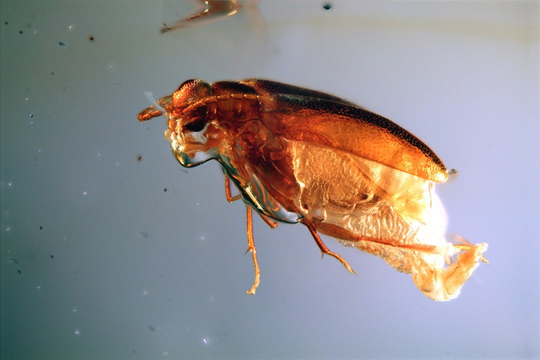 Baltic Amber Inclusion 5932 Aderidae Ant-like Beetle Perfect in Nice ...