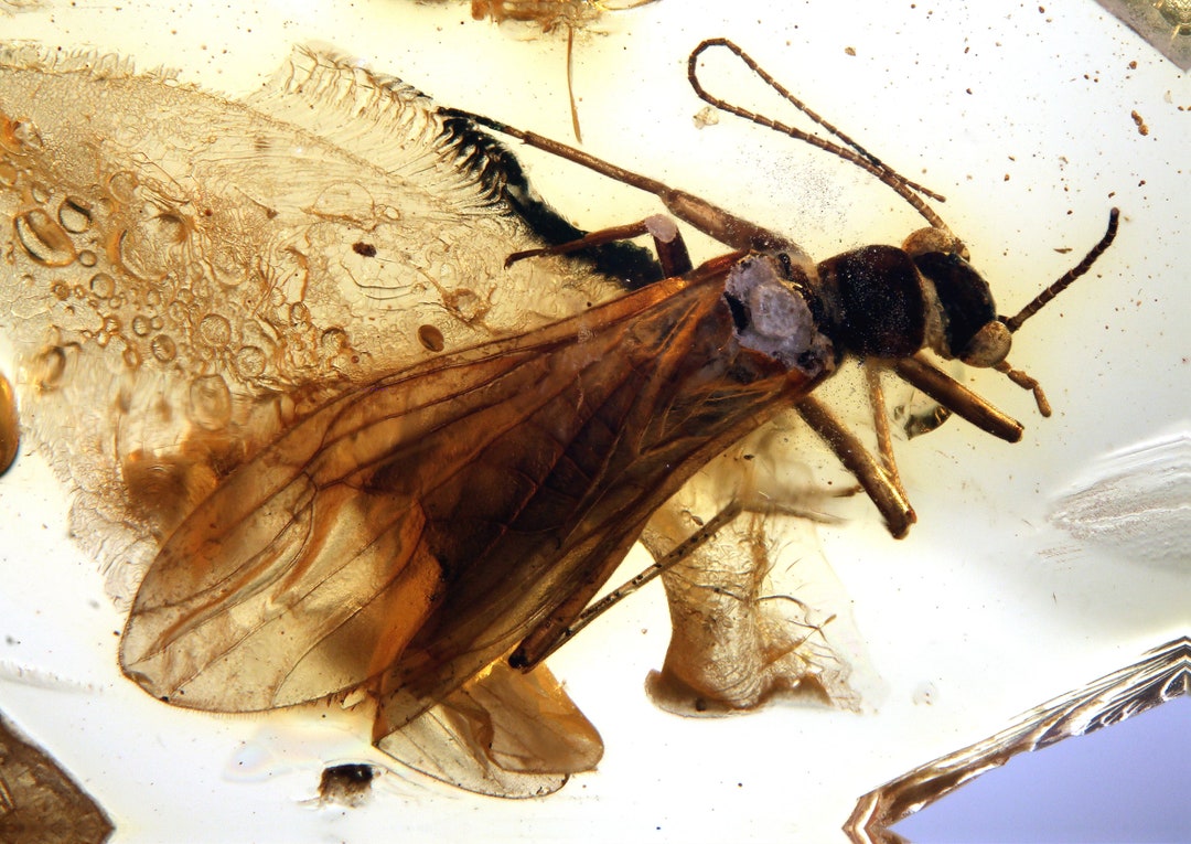 Baltic Amber Inclusion 7399 Great Stonefly Plecoptera Rare Fossil ...