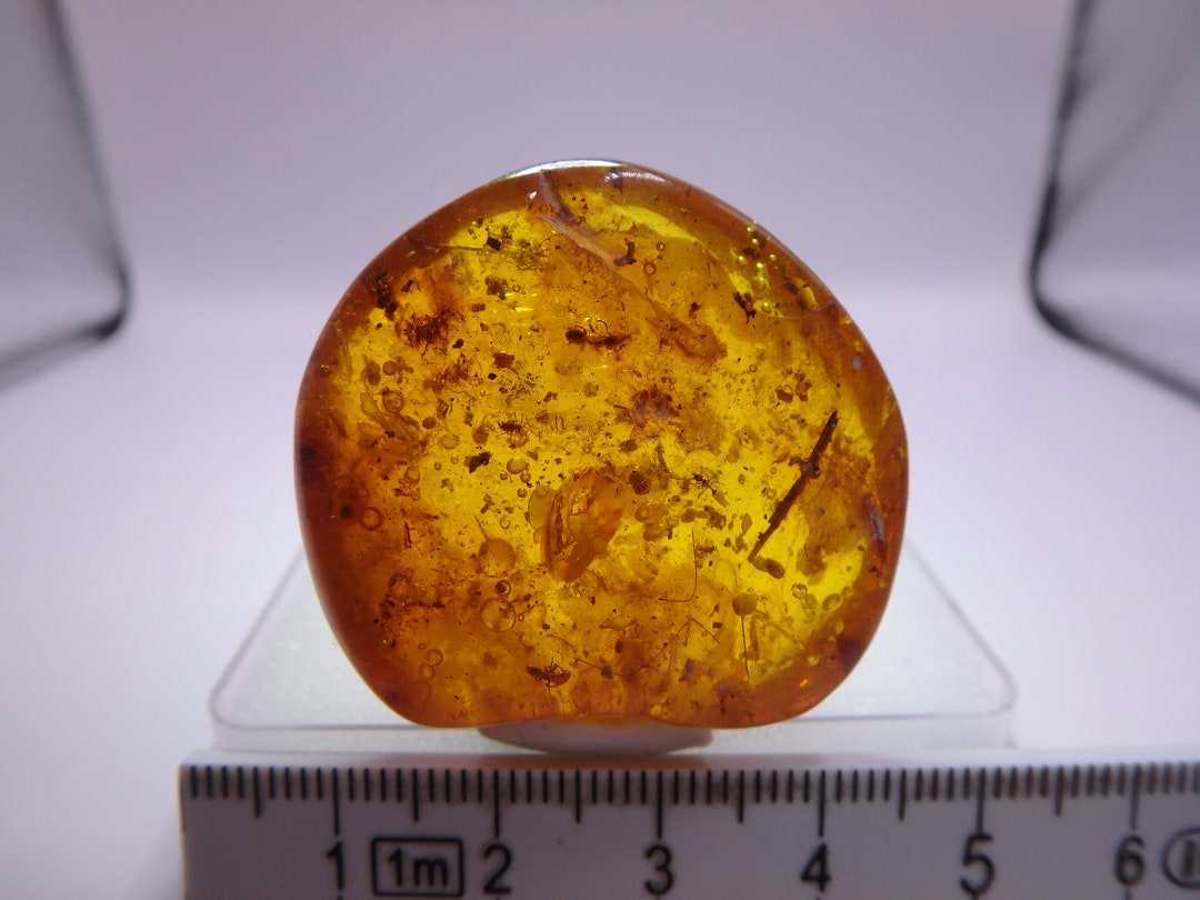 Baltic Amber Inclusion 9629 Ultra-multi-inclusion. Many Inclusions in ...