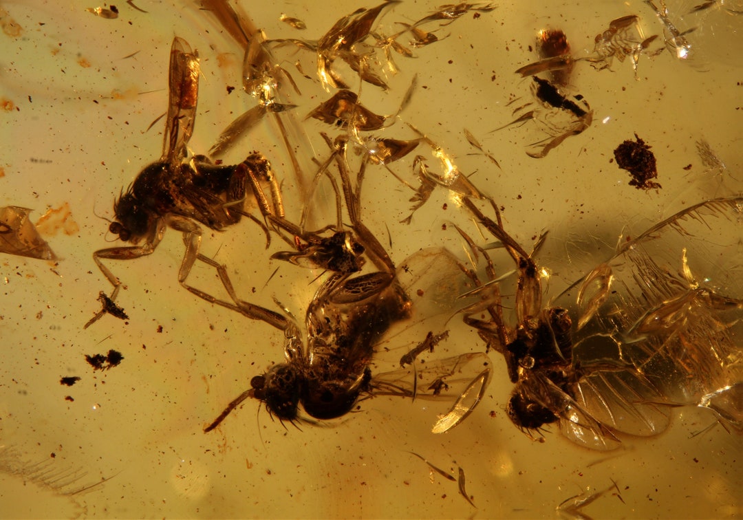 Baltic Amber Inclusion 6217 Swarm of Scuttle Flies Phoridae. Genuine ...
