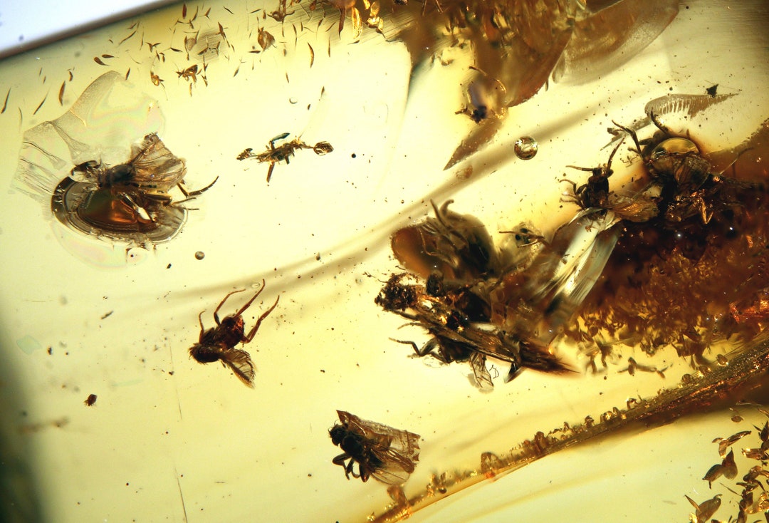 Baltic Amber Inclusion 6967 Swarm of the Scuttle Flies - Phoridae 10 ...