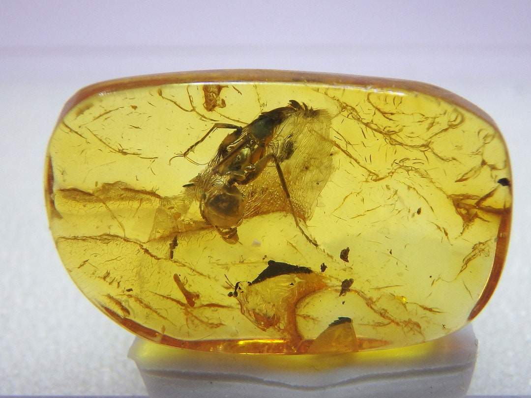Baltic Amber Inclusion 9537 Large Unknown, Headless Ant. Good for ...