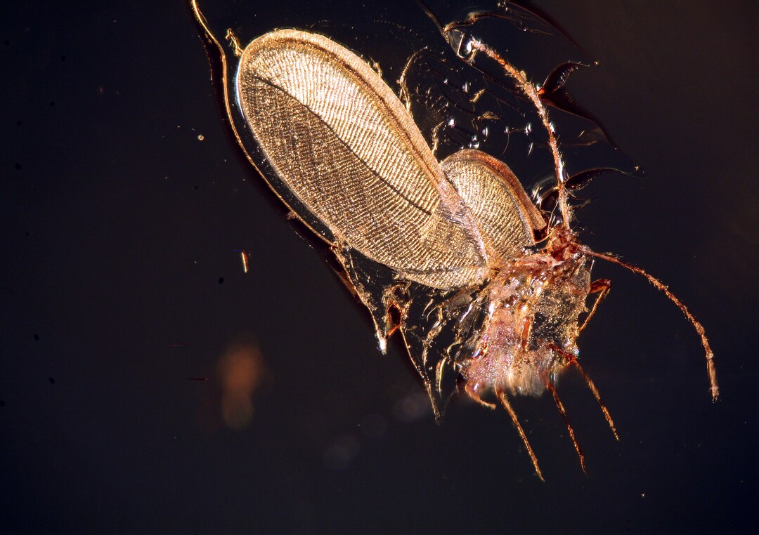 Baltic Amber Inclusion 6074 Perfect Scale Insect - Coccid ! Fossil ...