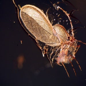 Baltic Amber Inclusion 6074 Perfect Scale Insect Coccid Fossil Insect ...