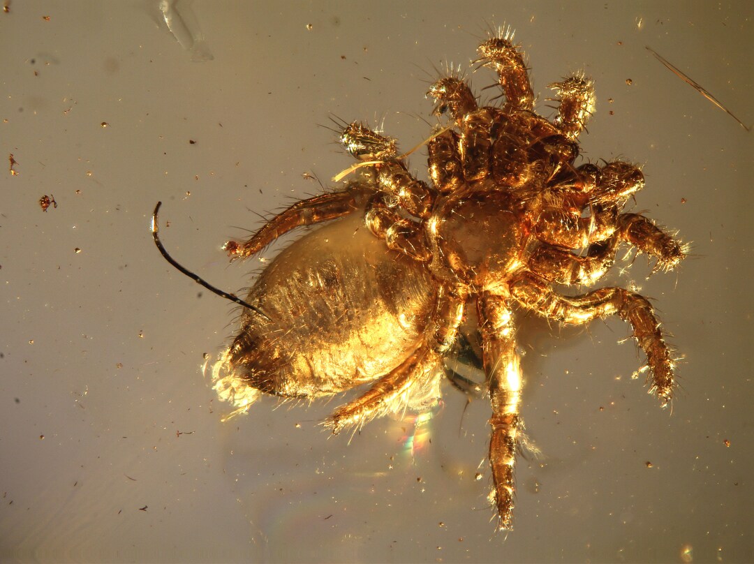 Baltic Amber Inclusion 8391 Extremely Rare Trapdoor Spider Ctenizidae ...