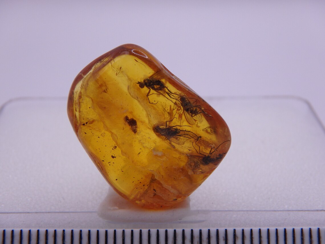 Baltic Amber Inclusion 8239 SWARM of Flies in Nice Amber. - Etsy