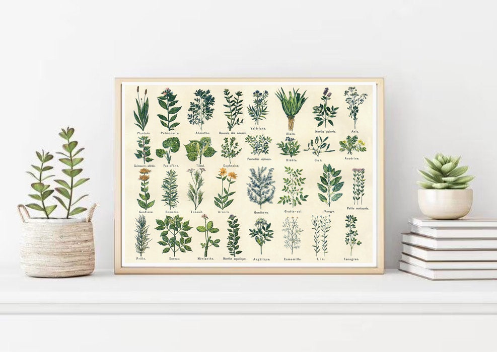 Vintage Medical Plant Poster: Botanical Kitchen Wall Art - Etsy