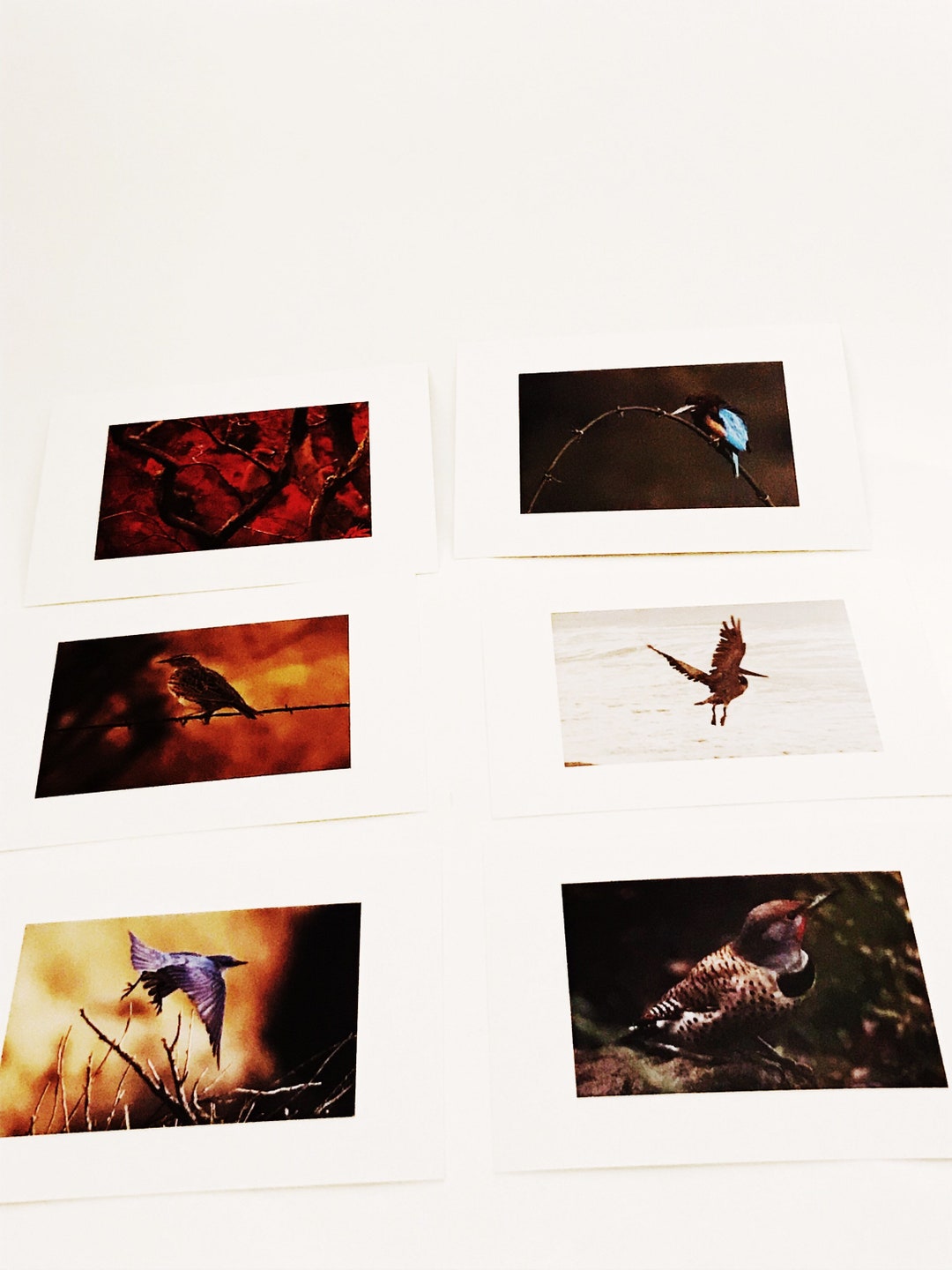 Bird Photography Postcards: Scenic Birdmail Stationery Set - Etsy