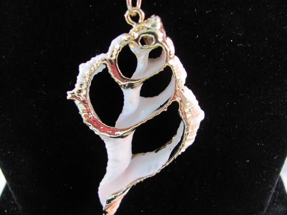 Conch Natural Trumpet Shell Slice Stunning Gift Mother Nature | Etsy