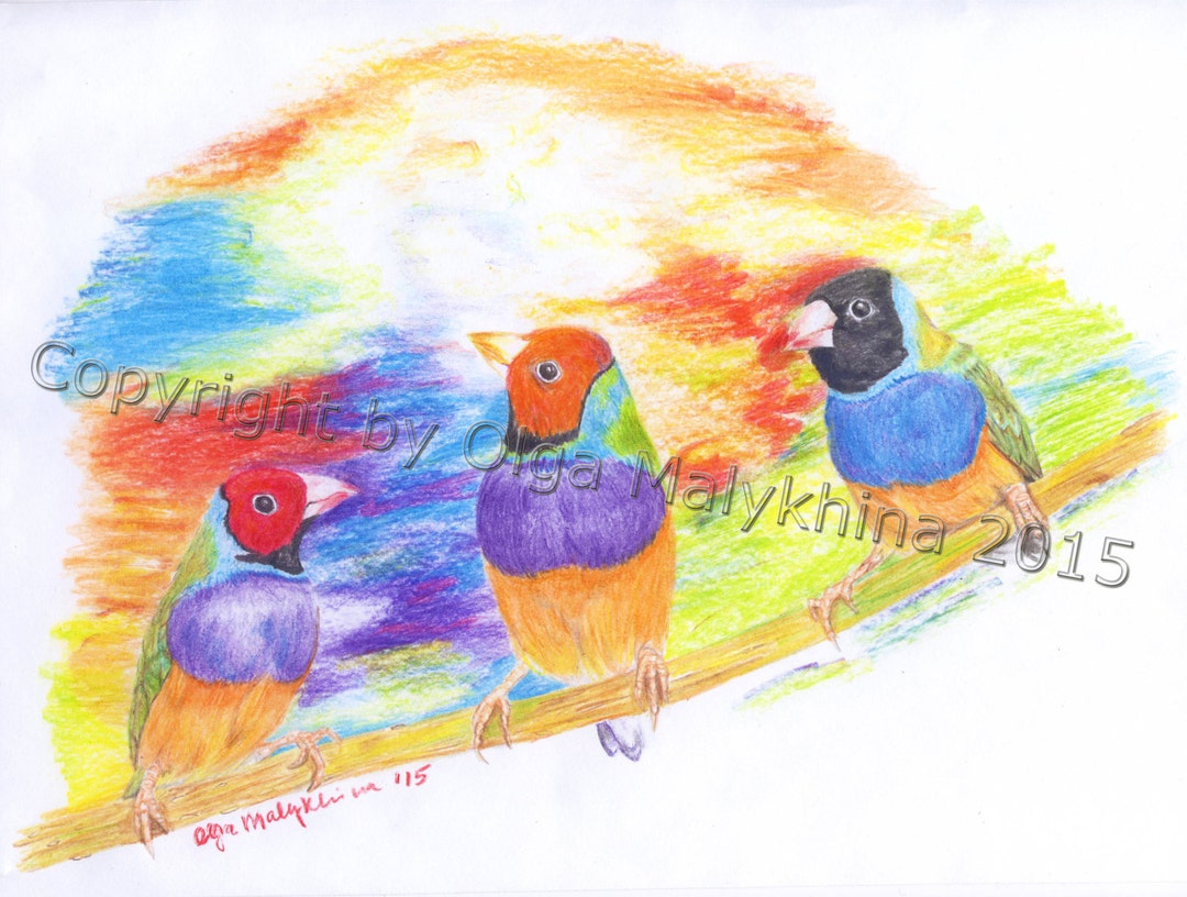 Rainbow Finches Colored Pencil Drawing - Etsy
